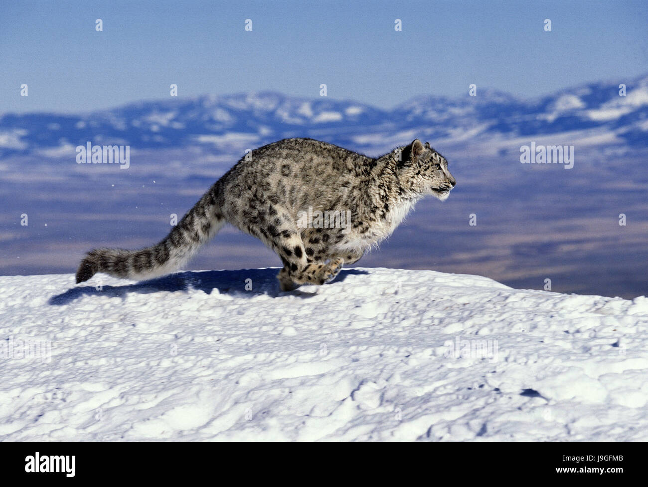 Ounce leopard hi-res stock photography and images - Alamy
