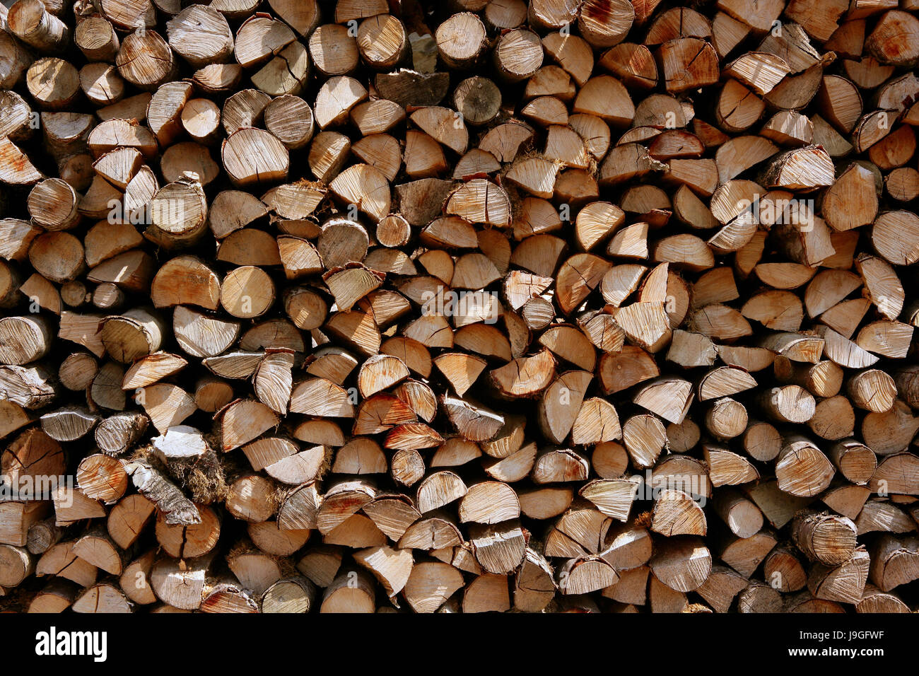 environment, enviroment, colour, closeup, tree, winter, green, wood ...