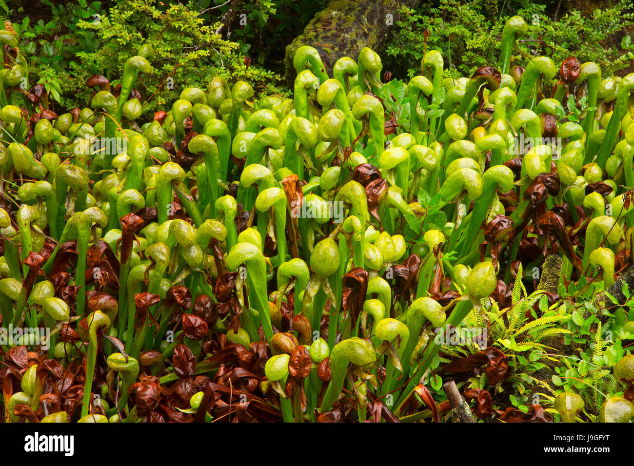 Pitcher plant (Darlingtonia californica), Darlingtonia State Botanical ...
