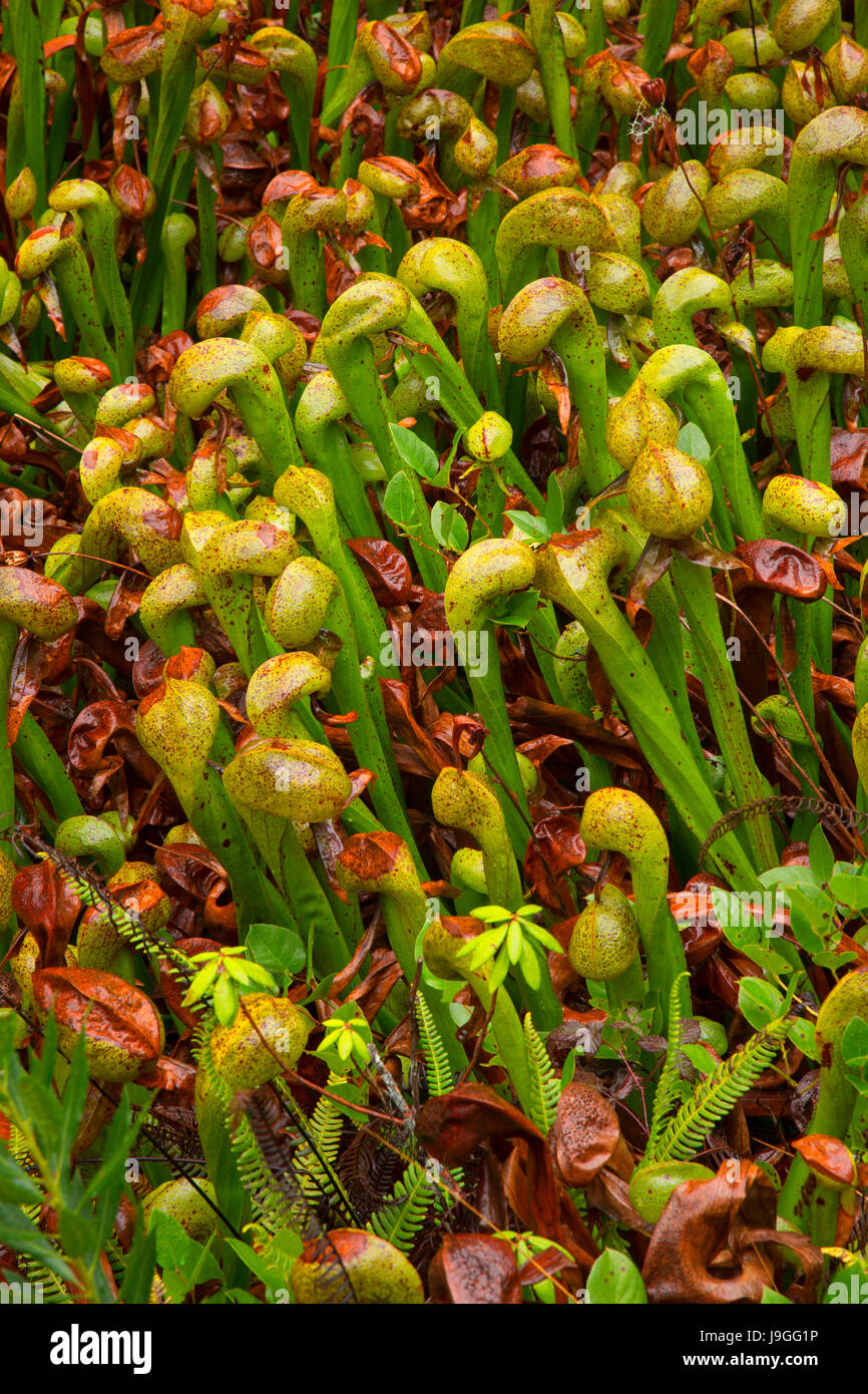 Pitcher plant (Darlingtonia californica), Darlingtonia State Botanical ...