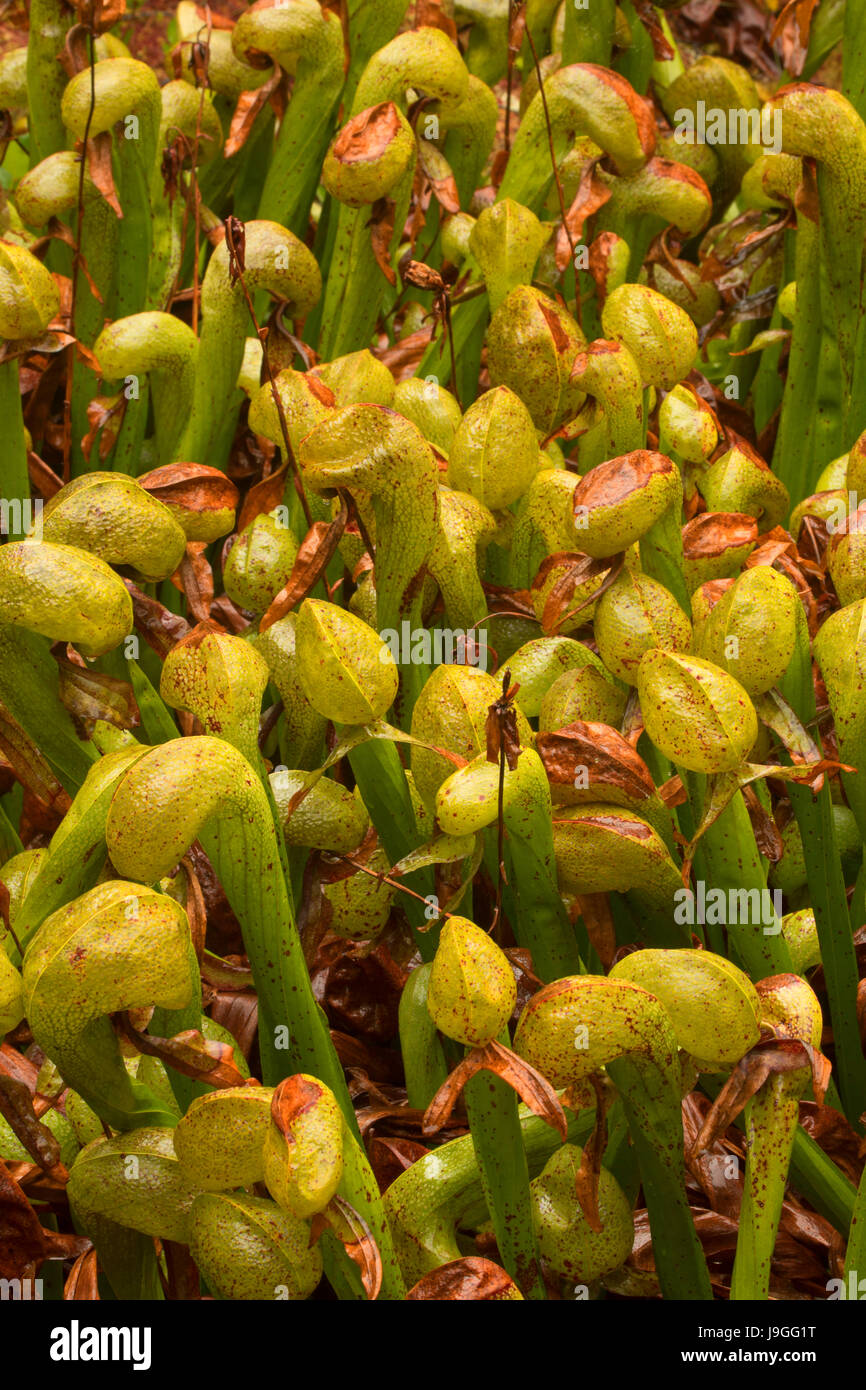 Pitcher plant (Darlingtonia californica), Darlingtonia State Botanical ...