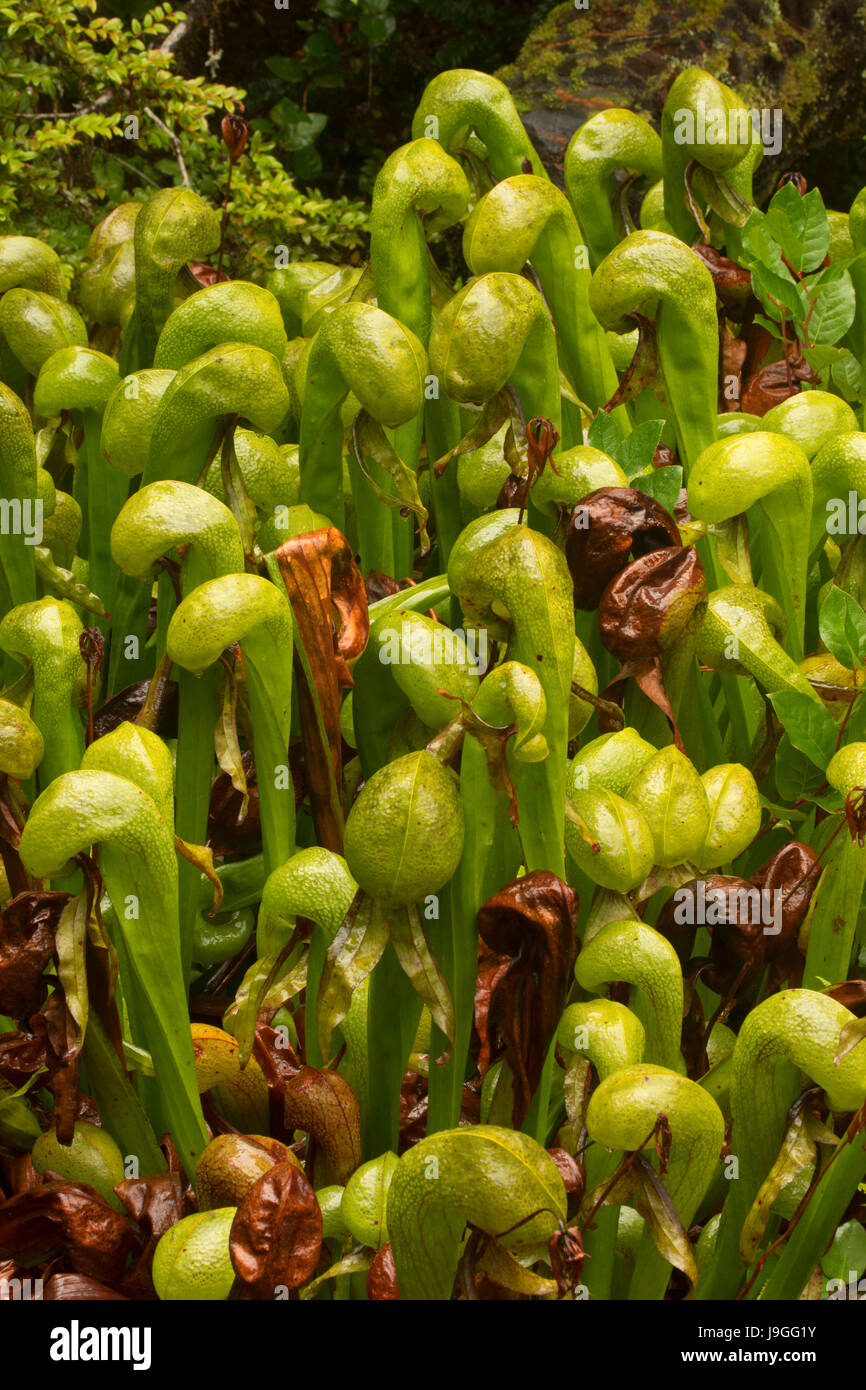 Pitcher plant (Darlingtonia californica), Darlingtonia State Botanical ...