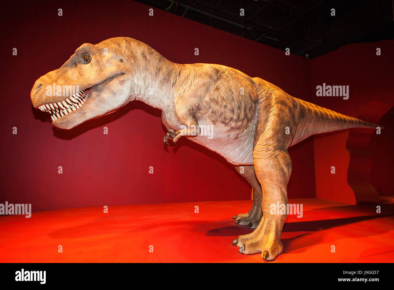 China, Animatronic Model of Tyrannosaurus Rex Stock Photo - Alamy
