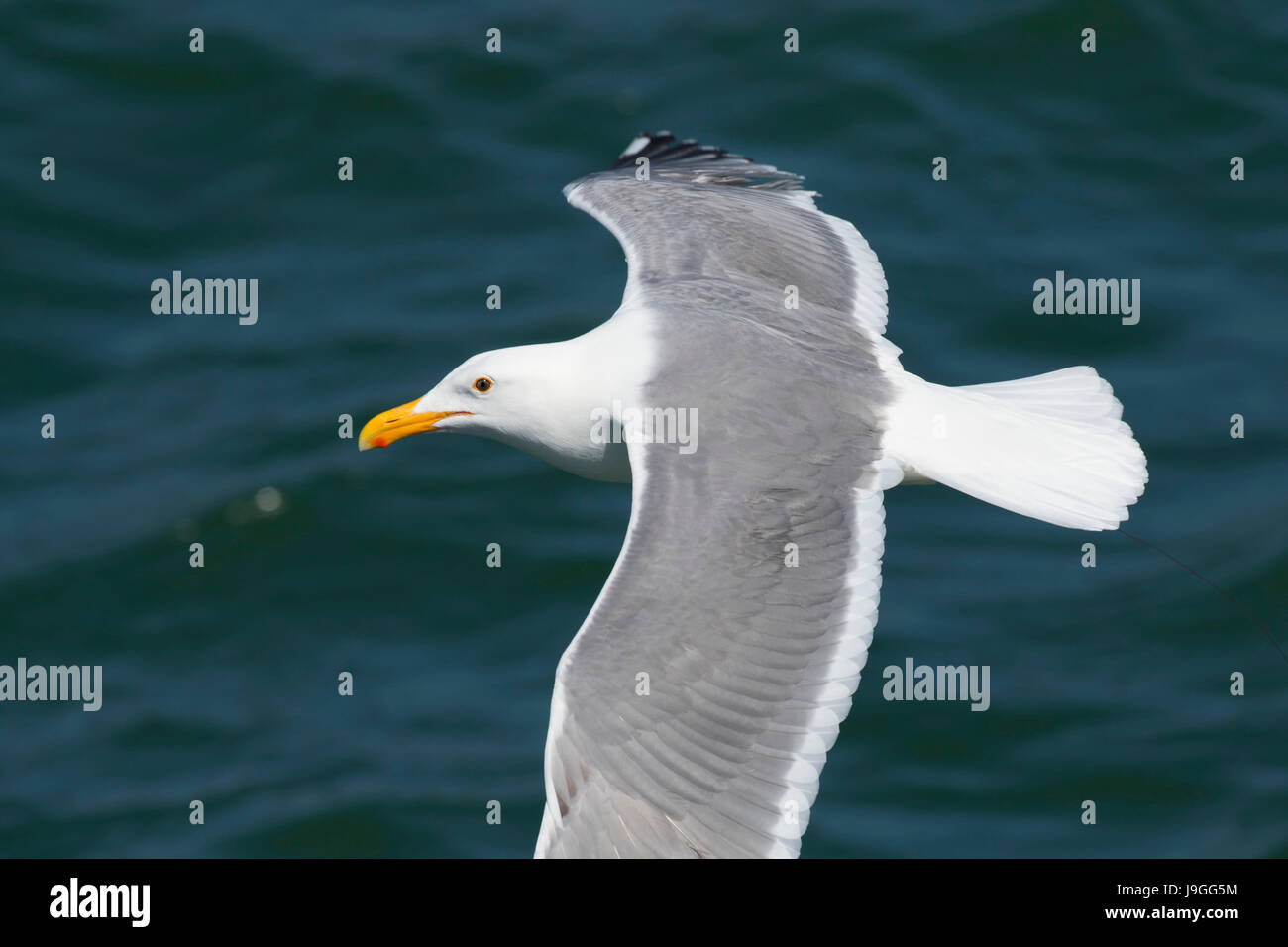 Gull from Fishing Pier, Port of Newport, Newport, Oregon Stock Photo ...
