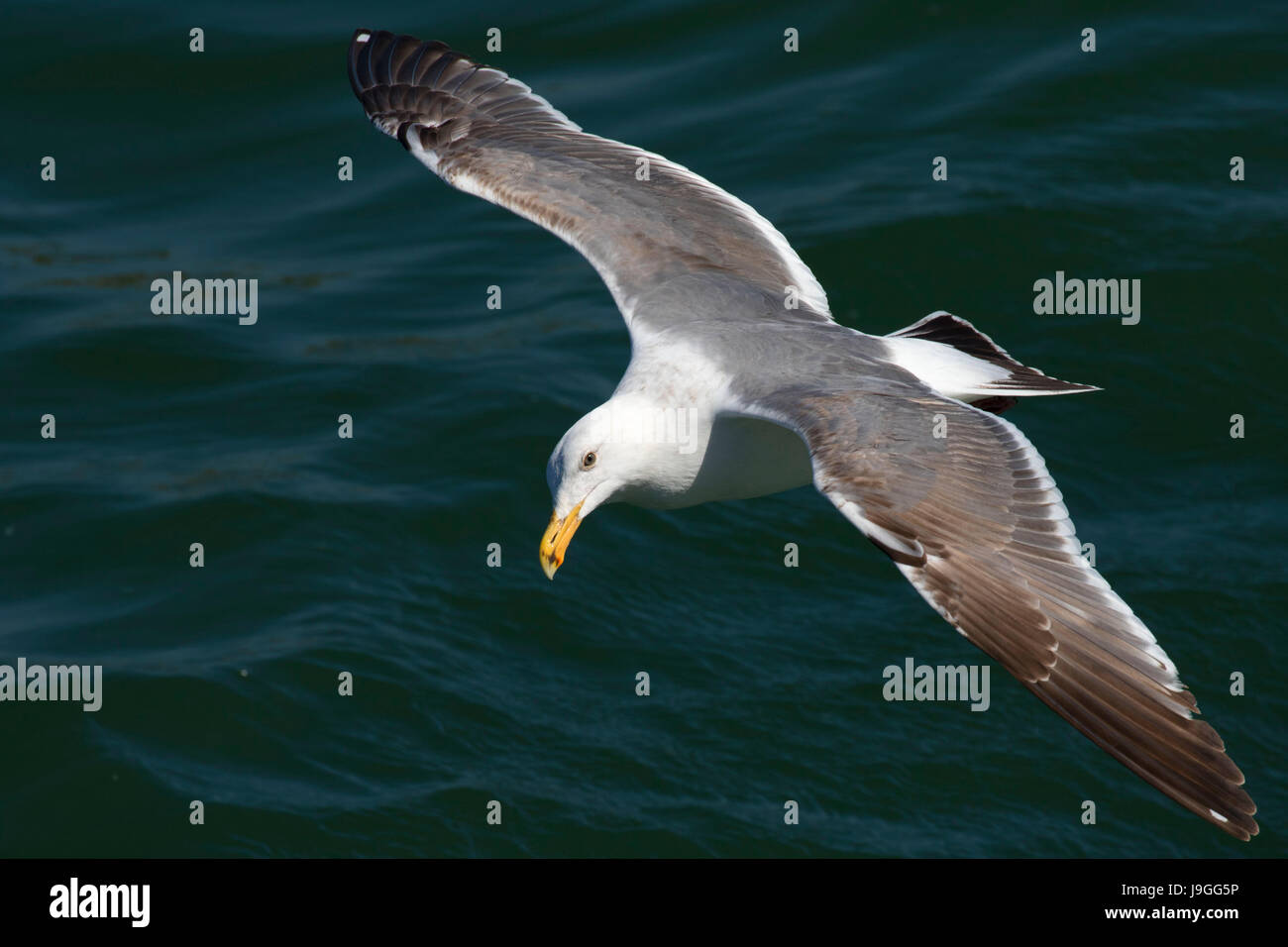 Gull from Fishing Pier, Port of Newport, Newport, Oregon Stock Photo ...