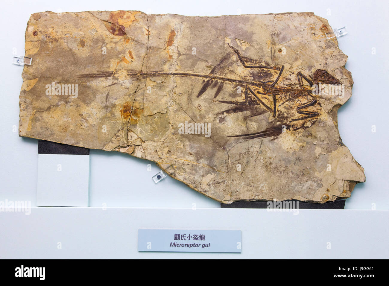 Microraptor dinosaur hi-res stock photography and images - Alamy
