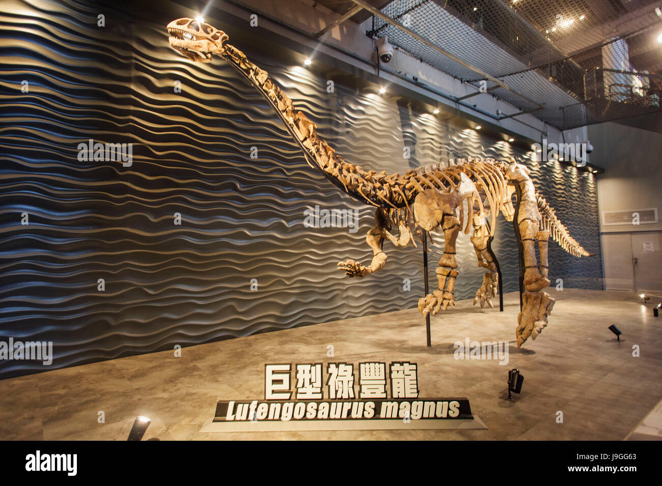 Lufengosaurus hi-res stock photography and images - Alamy