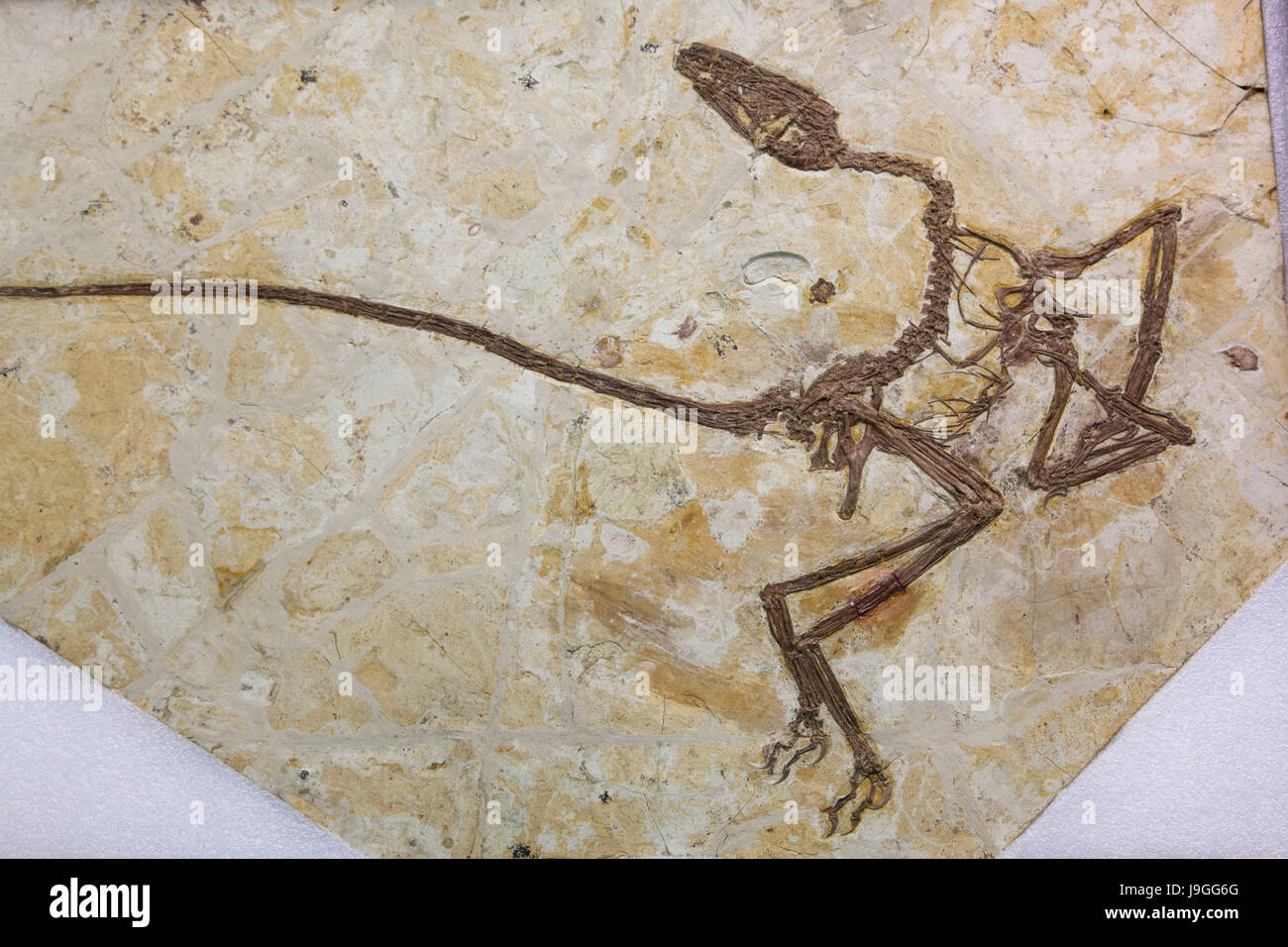 China, Fossilized Skeleton of Sinonithosaurus Haoiana Stock Photo - Alamy