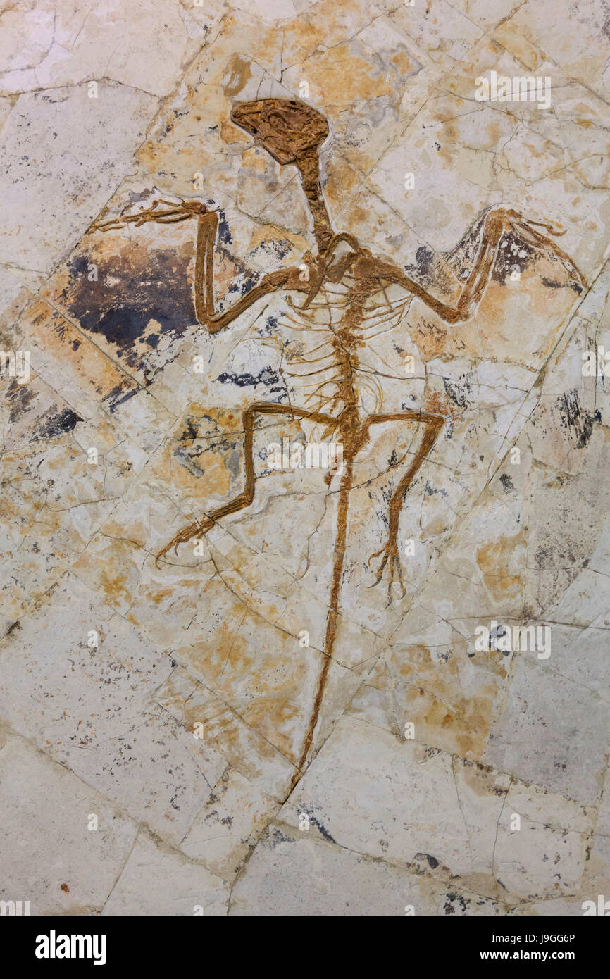 Raptor dinosaur bones hi-res stock photography and images - Alamy