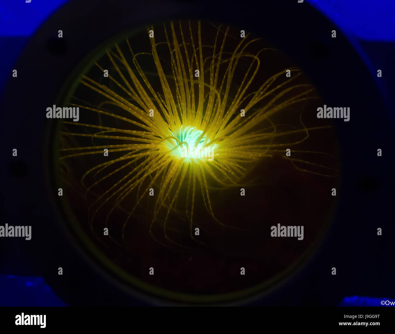 Aquarium sea urchin hi-res stock photography and images - Alamy