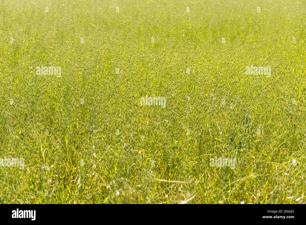 Feathery rhodes grass hi-res stock photography and images - Alamy