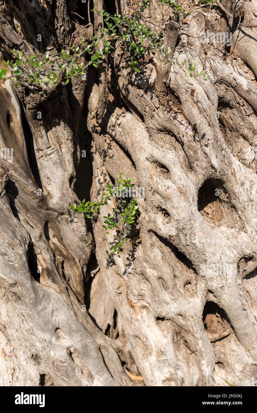 Unique tree bark and branches Stock Photo - Alamy