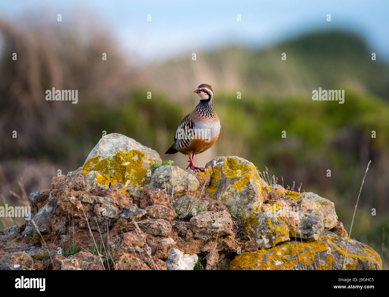 The famous partridge Stock Photo - Alamy