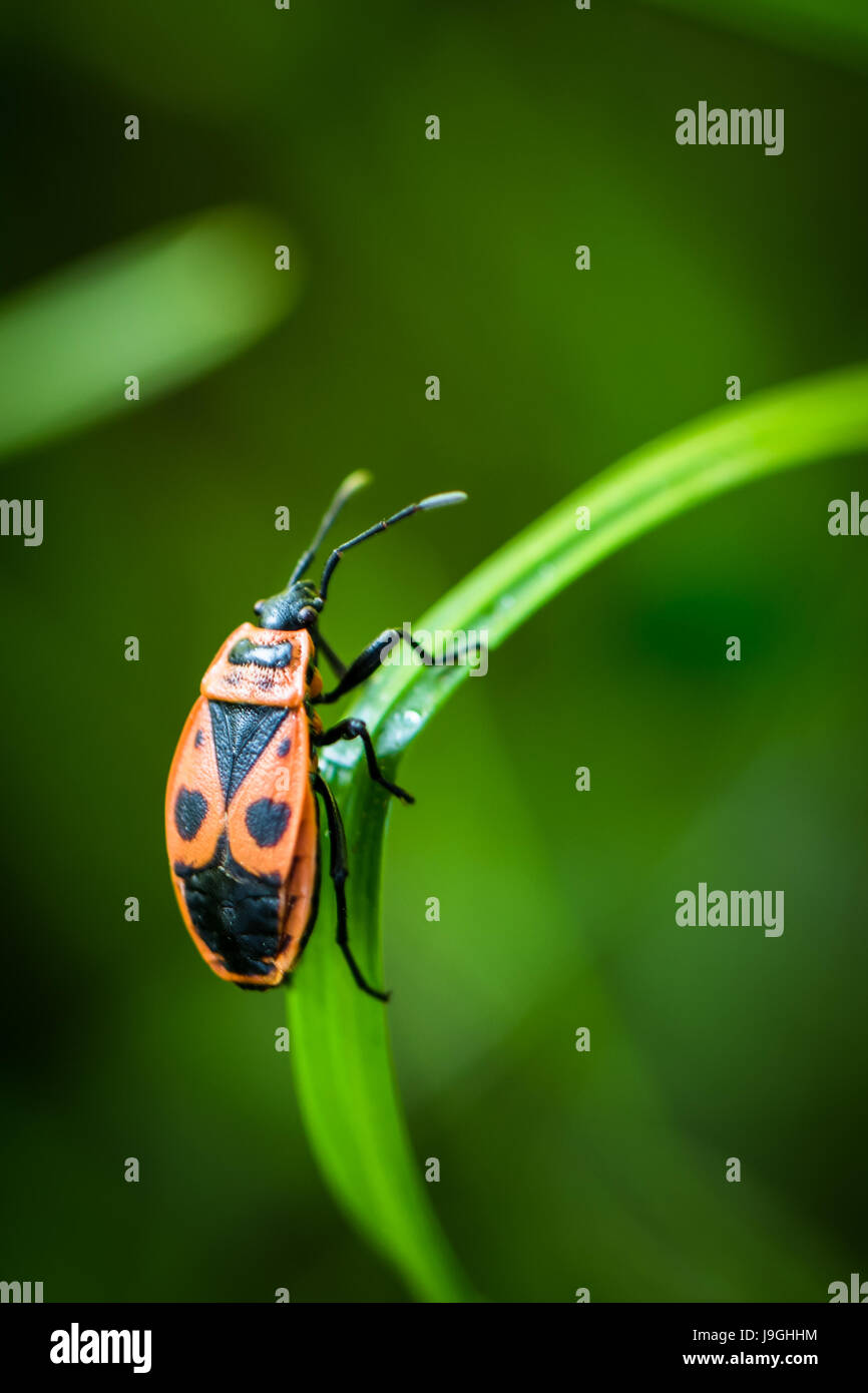 Red poison bug - Pyrrhocoris apterus Stock Photo - Alamy
