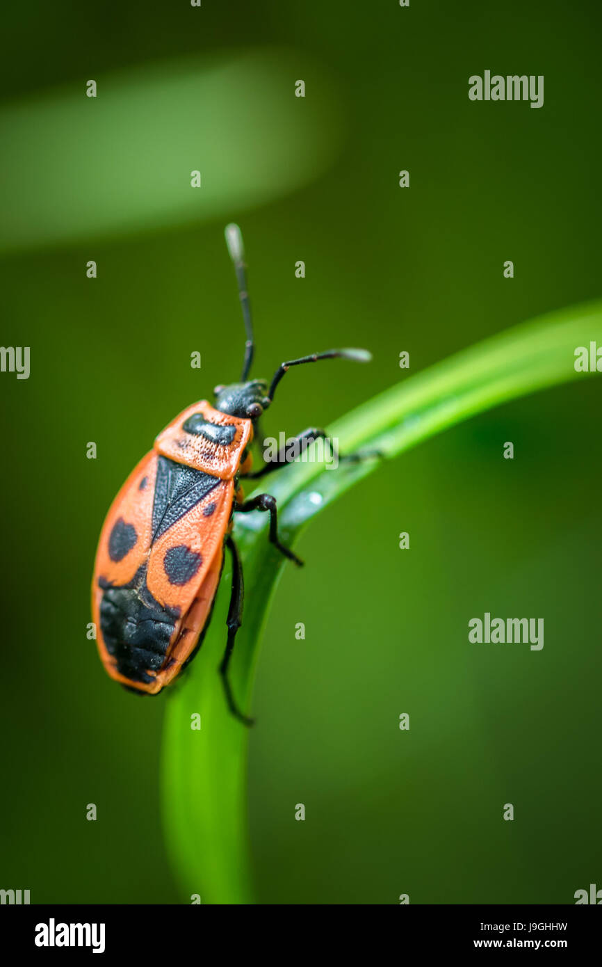 Red poison bug - Pyrrhocoris apterus Stock Photo - Alamy