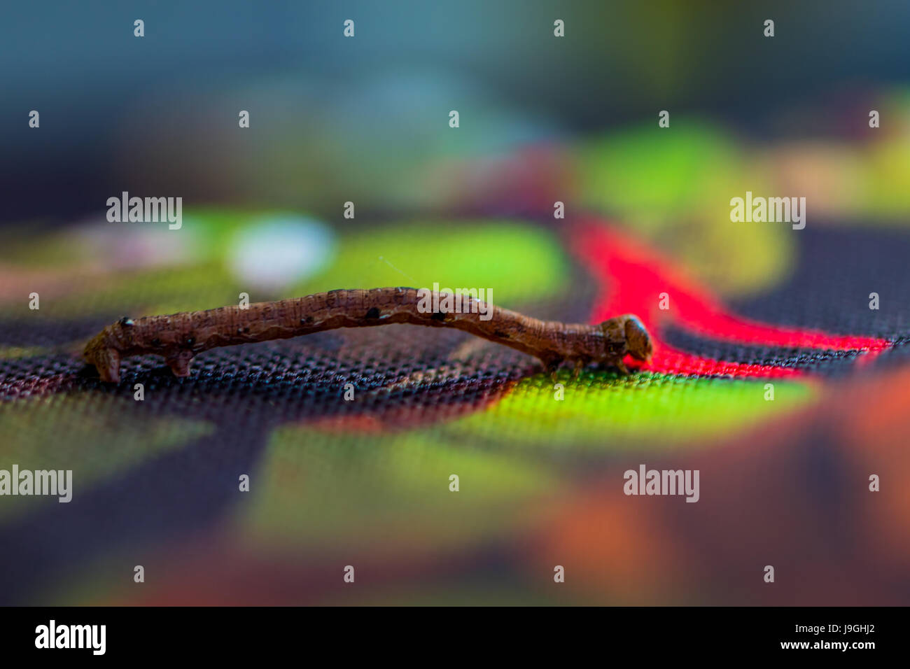 Caterpillar crawling on a colorful background Stock Photo - Alamy