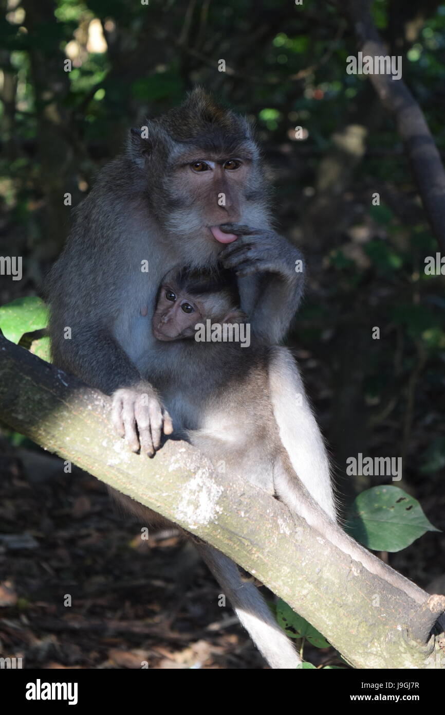 Baby monkey with his mom in Ubud monkey forest Stock Photo - Alamy