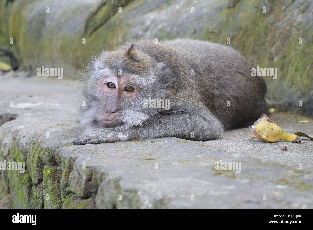 Monkey resting in his natural habitat Stock Photo - Alamy