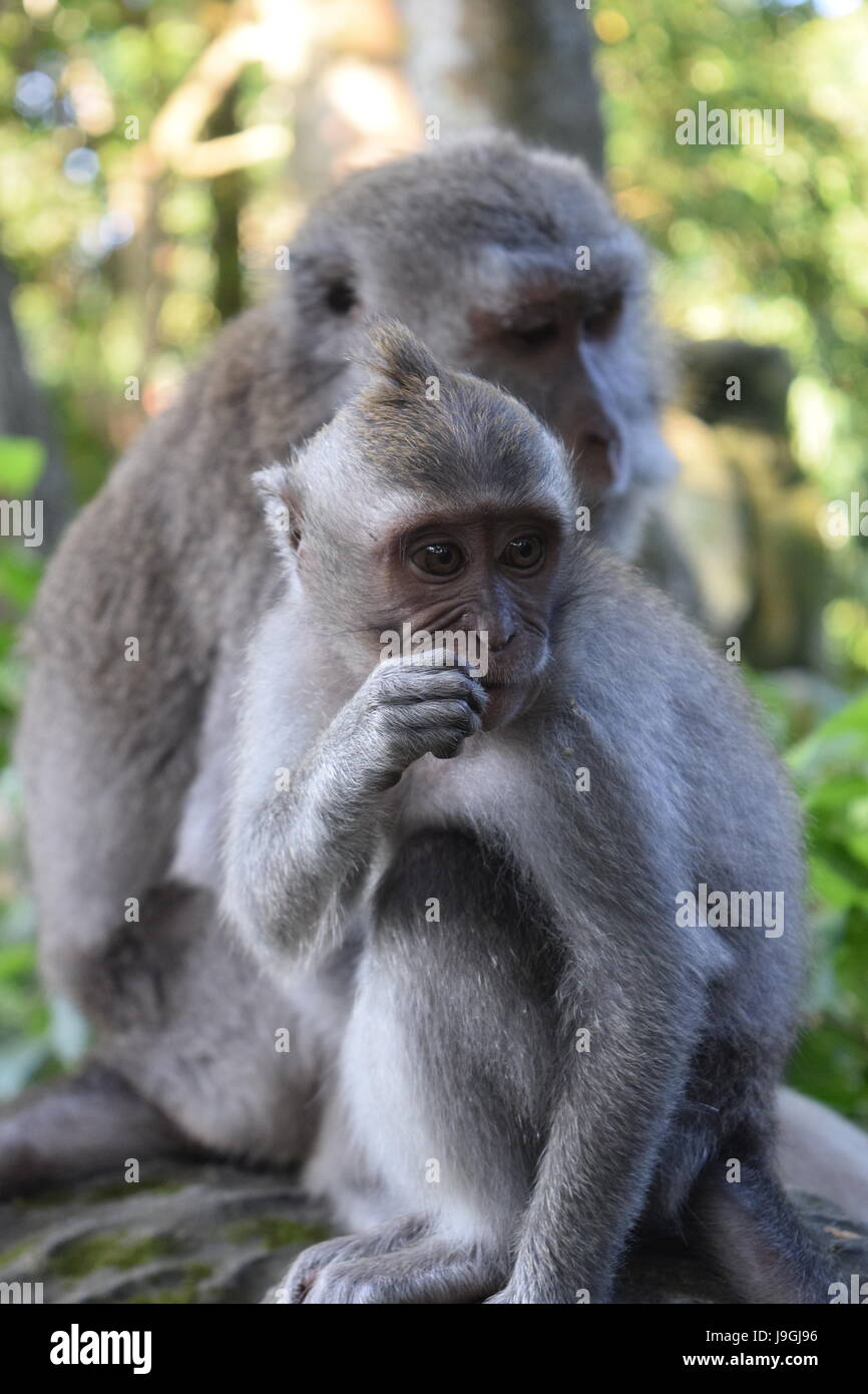 Young monkey looking at the world with his mom in the background Stock ...