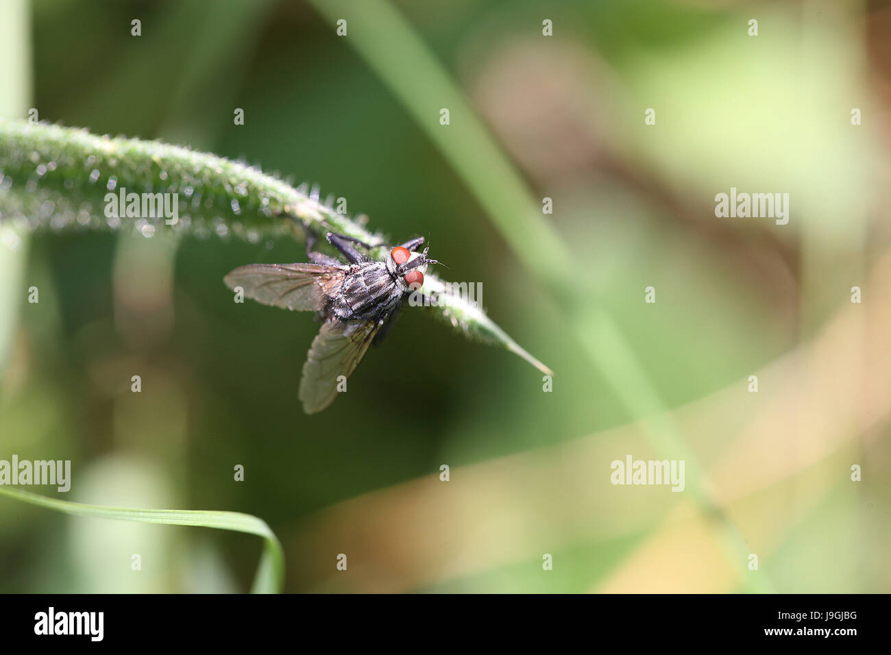 Close up fly hi-res stock photography and images - Alamy