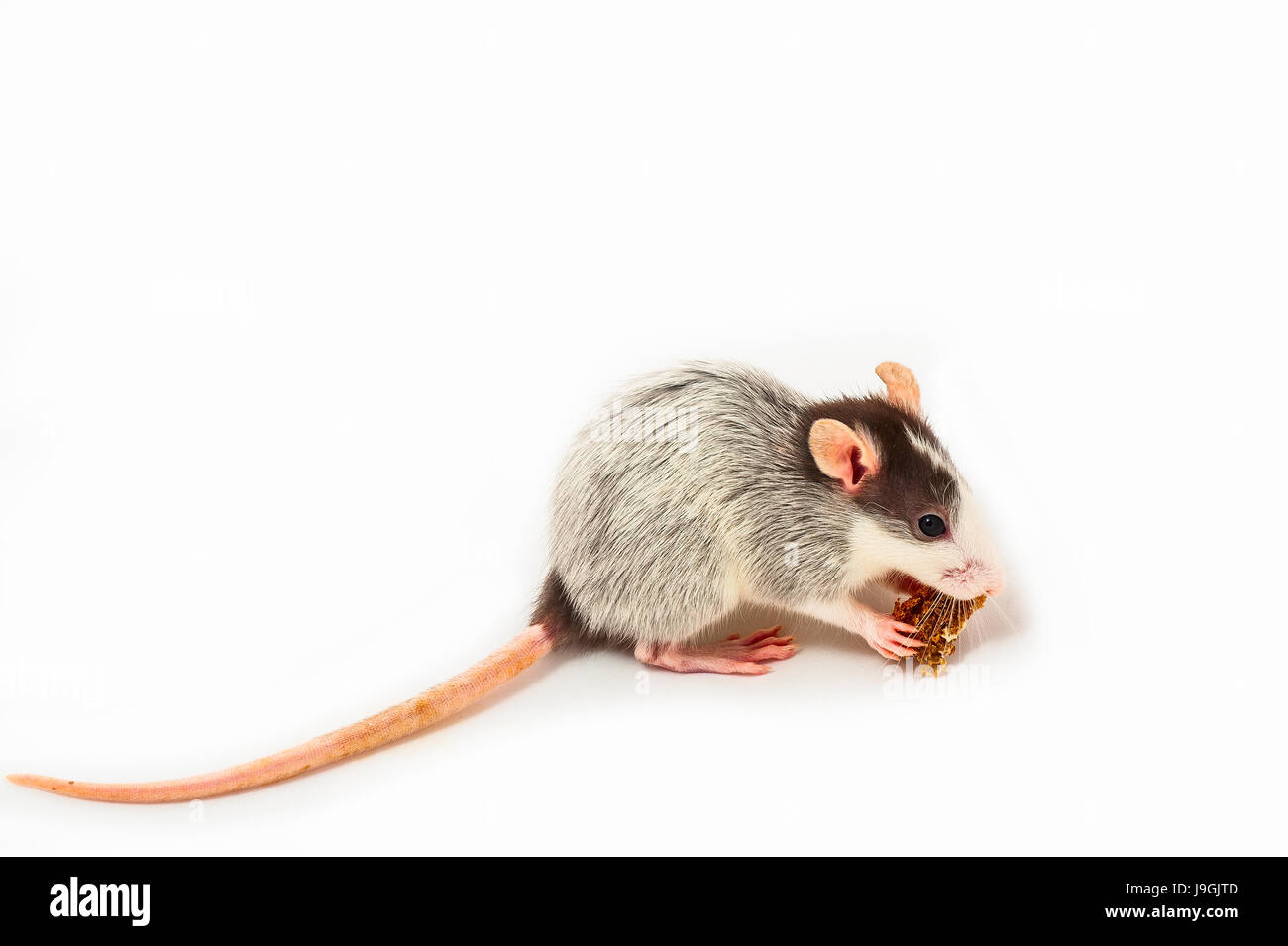 One young Husky Rat on White Background Stock Photo - Alamy