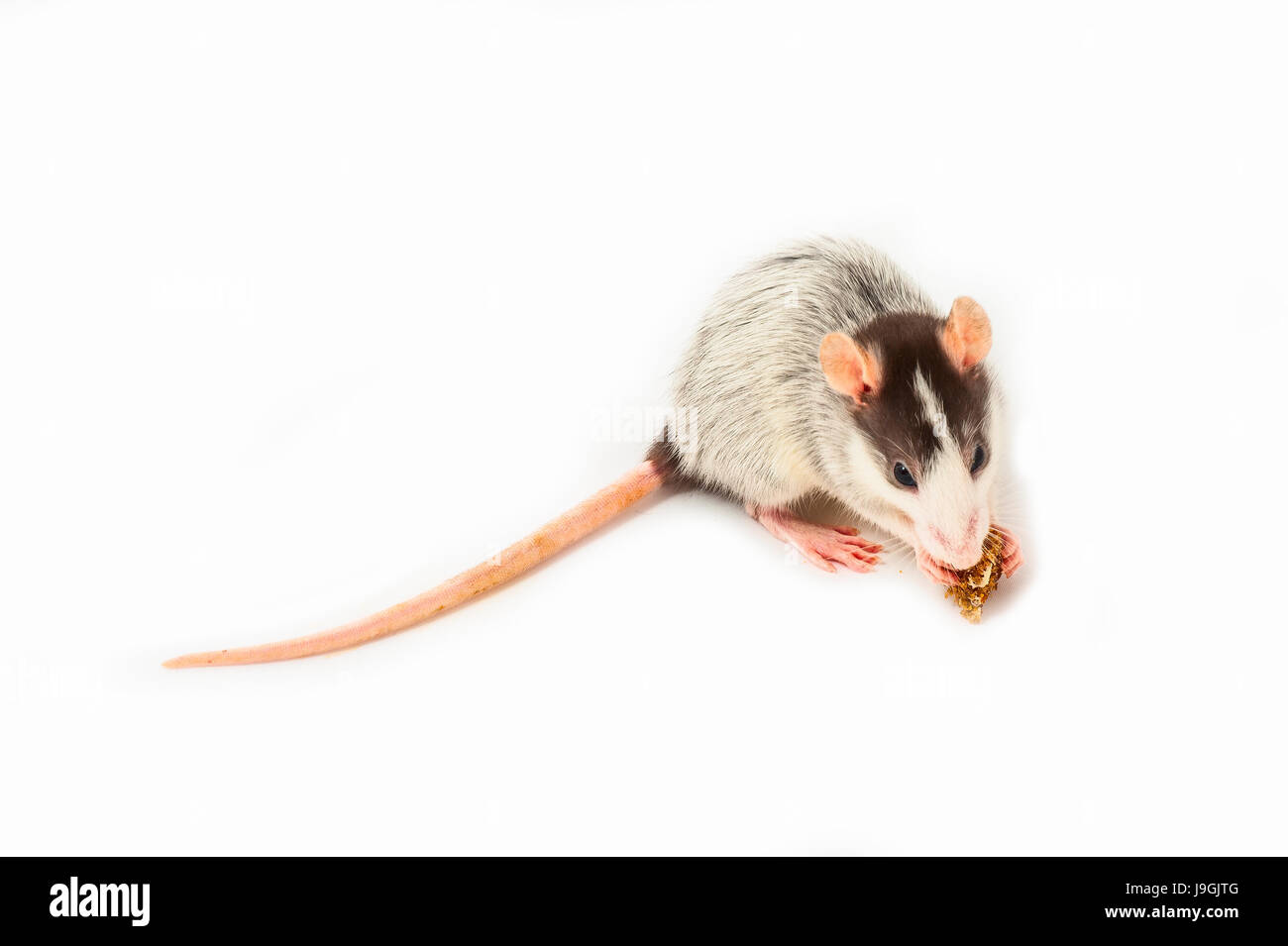 Husky rat hi-res stock photography and images - Alamy