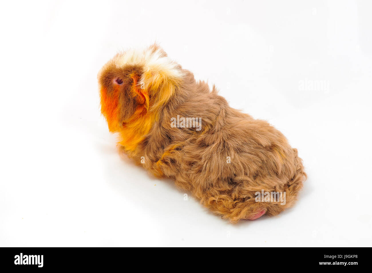 One guinea pig merino on white background Stock Photo - Alamy