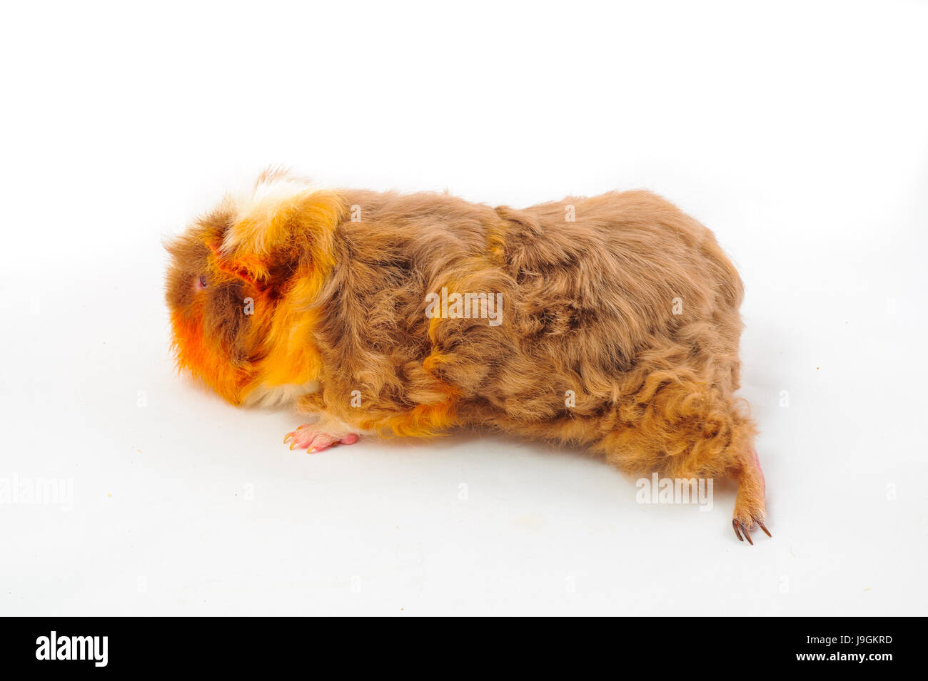 One guinea pig merino on white background Stock Photo - Alamy