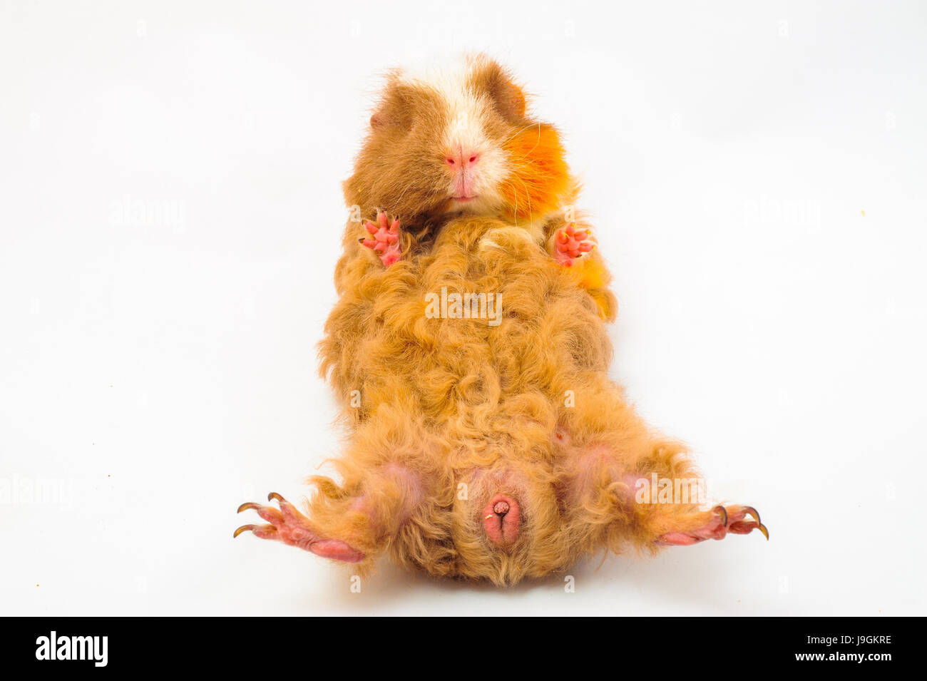 One guinea pig merino on white background Stock Photo - Alamy