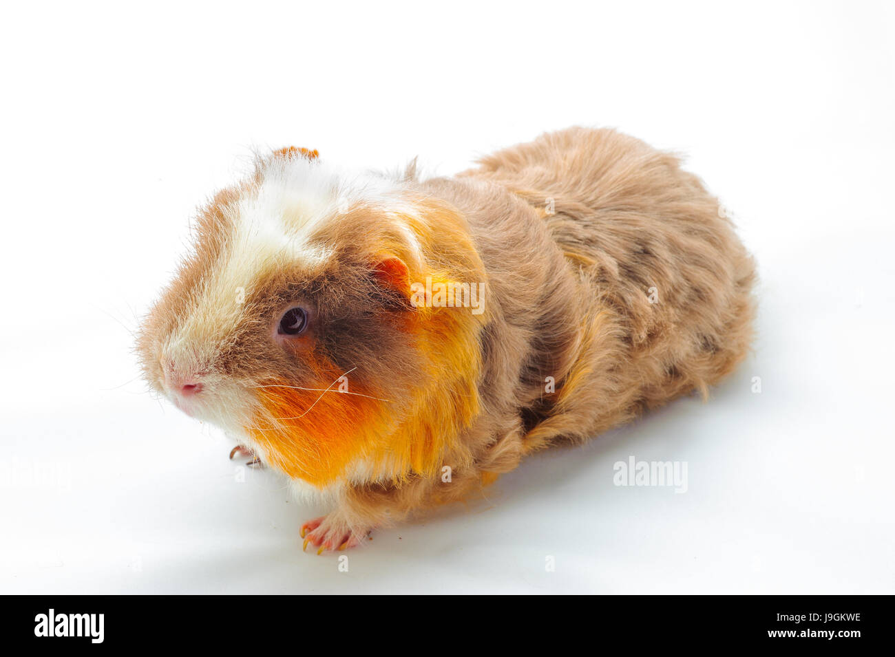 One guinea pig merino on white background Stock Photo - Alamy