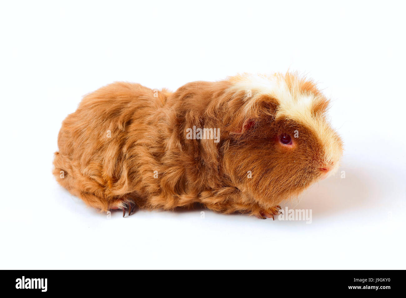 One guinea pig merino on white background Stock Photo - Alamy
