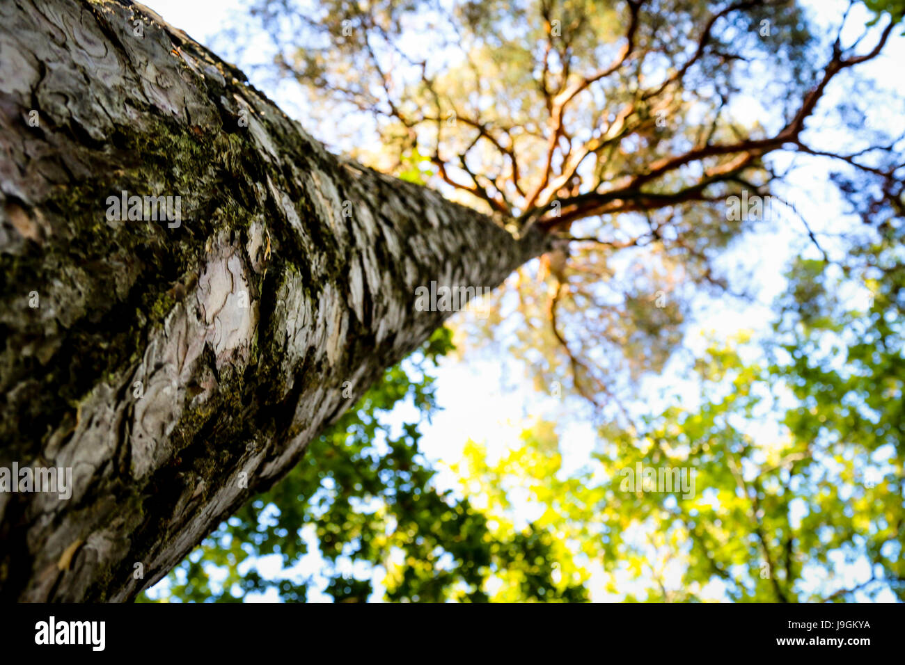 Looking up a tree Stock Photo - Alamy