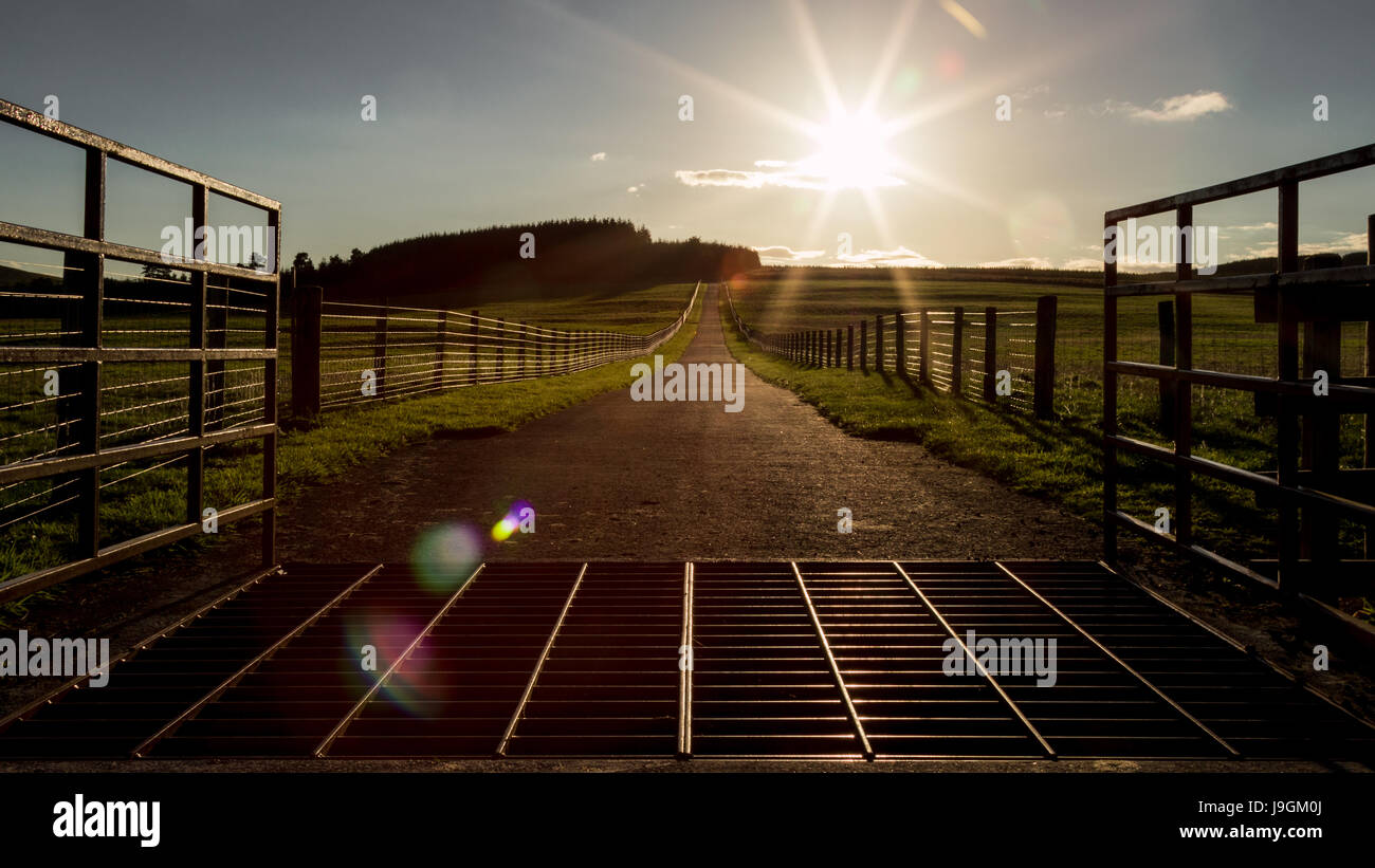 Farm cattle grid hi-res stock photography and images - Alamy