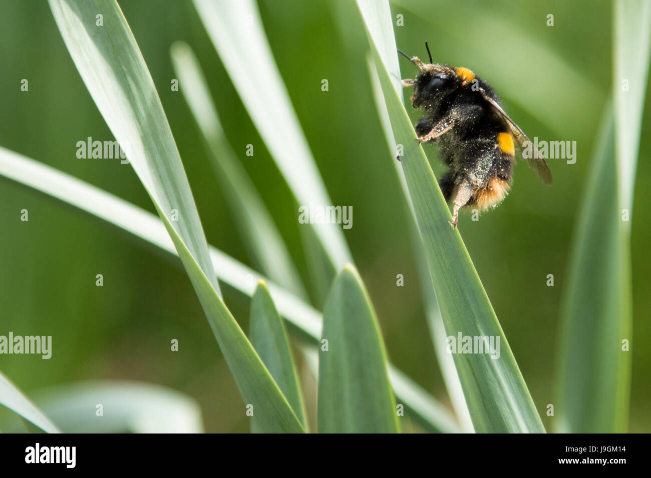 Bee Taking 5 on a Blade of Grass Stock Photo - Alamy