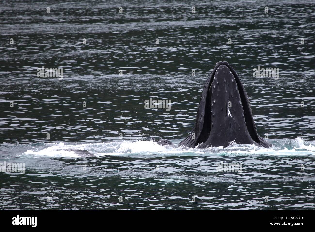 A humpback whale surfaces in Resurrection Bay at the Kenai Fjords ...