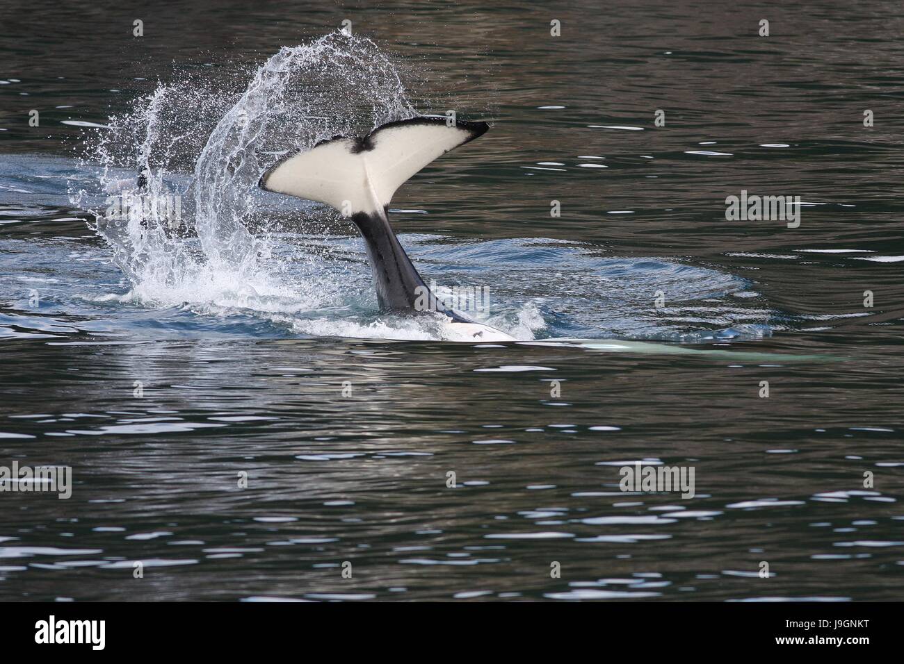 A humpback whale surfaces in Resurrection Bay at the Kenai Fjords ...