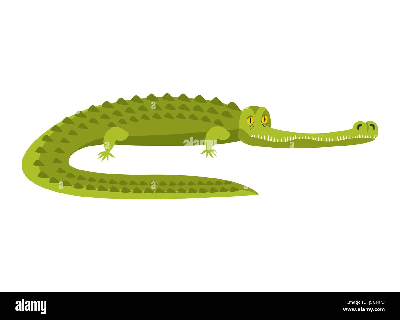 Crocodile isolated. Alligator on white background. Water reptile ...