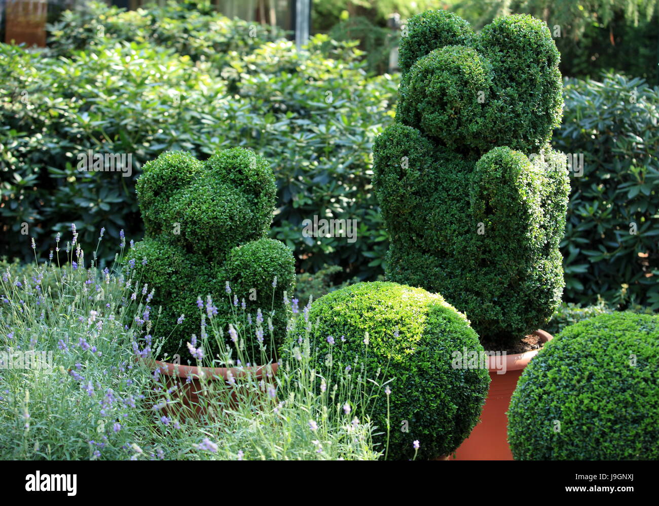 topiary in the Regular lavender garden Stock Photo - Alamy