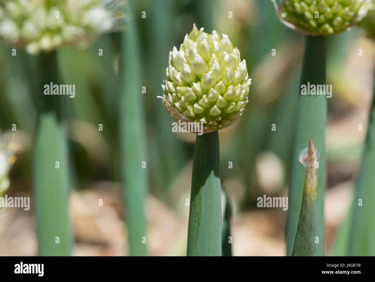 Allium cepas hi-res stock photography and images - Alamy