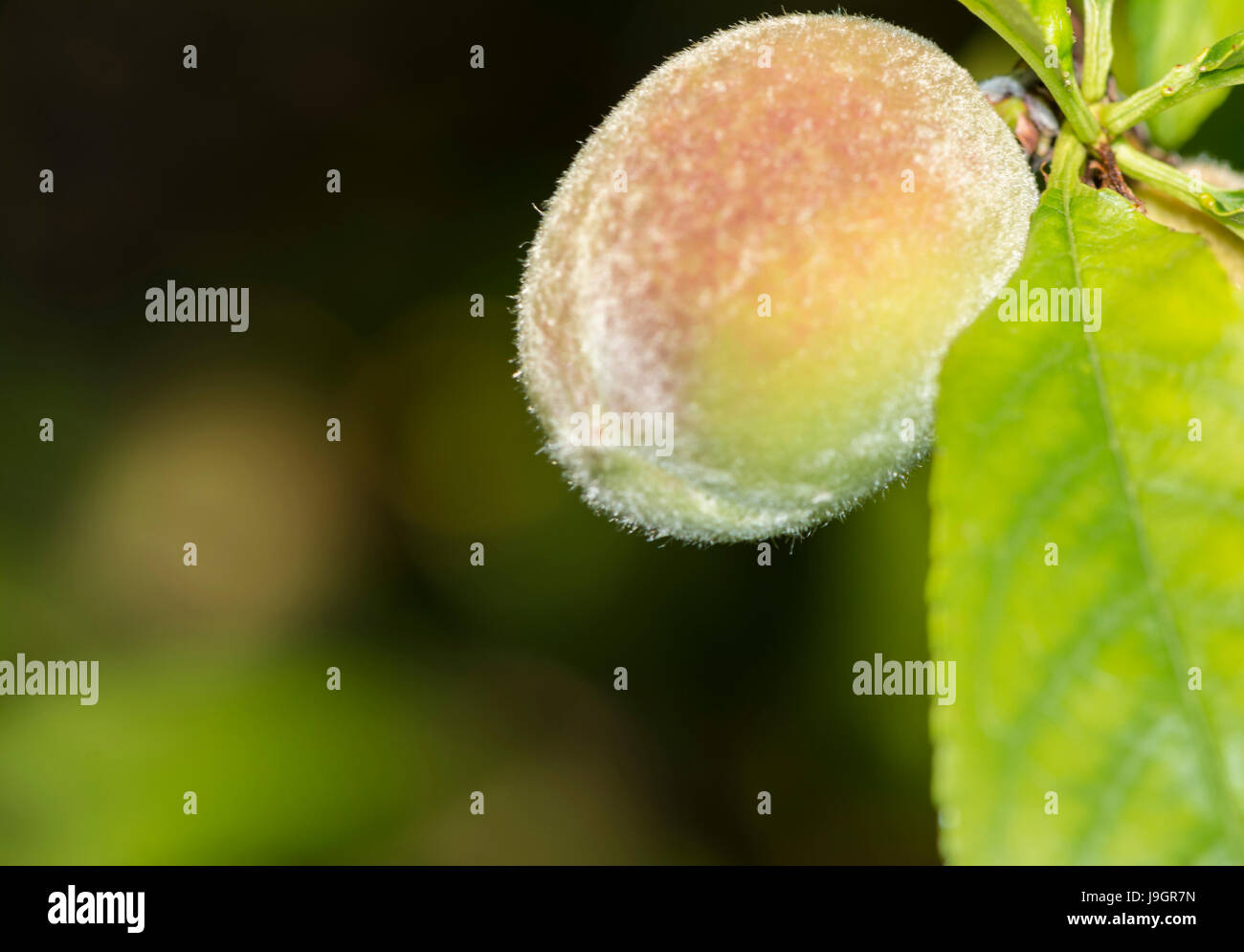 Peach growing on tree hi-res stock photography and images - Alamy