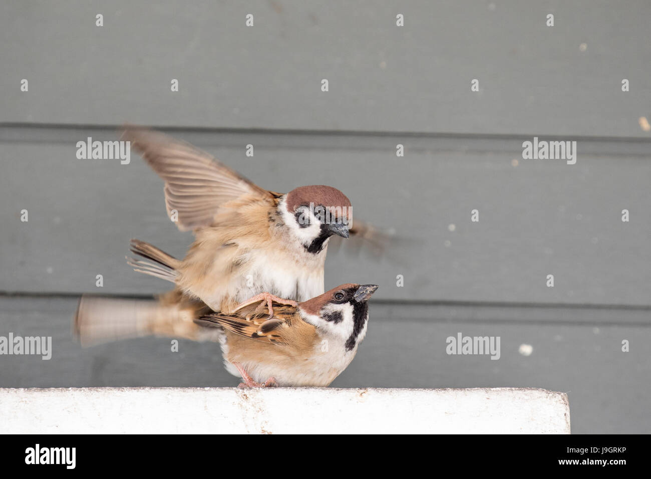 A mating pair of Eurasian tree sparrows (Passer montanus) during ...