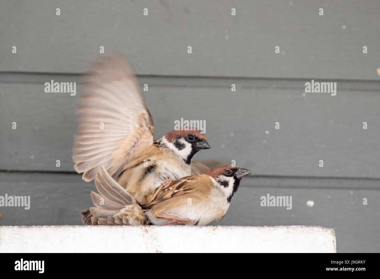 A mating pair of Eurasian tree sparrows (Passer montanus) during ...