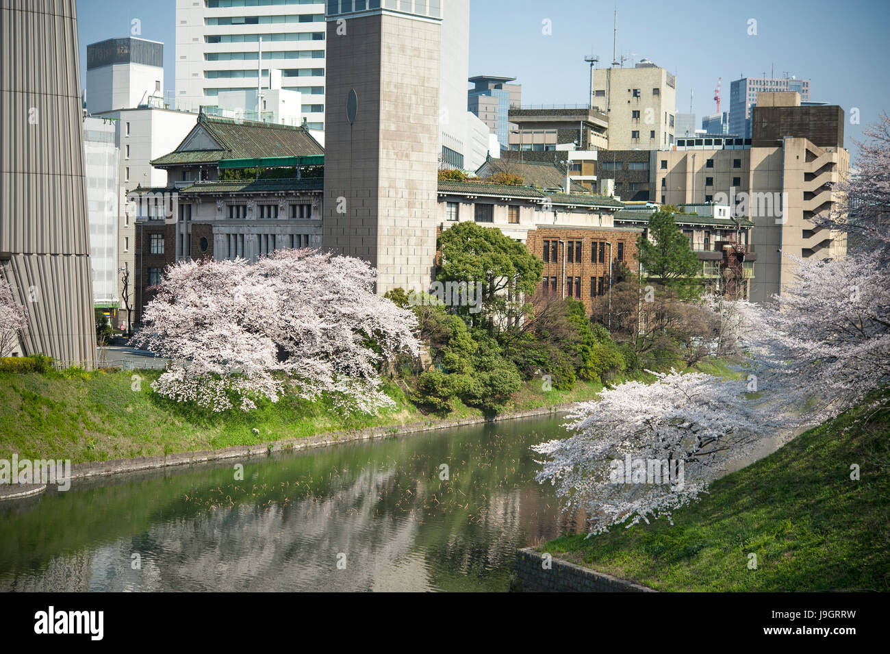 Cherry Blossom Tree, Tokyo, Japan Stock Photo - Alamy