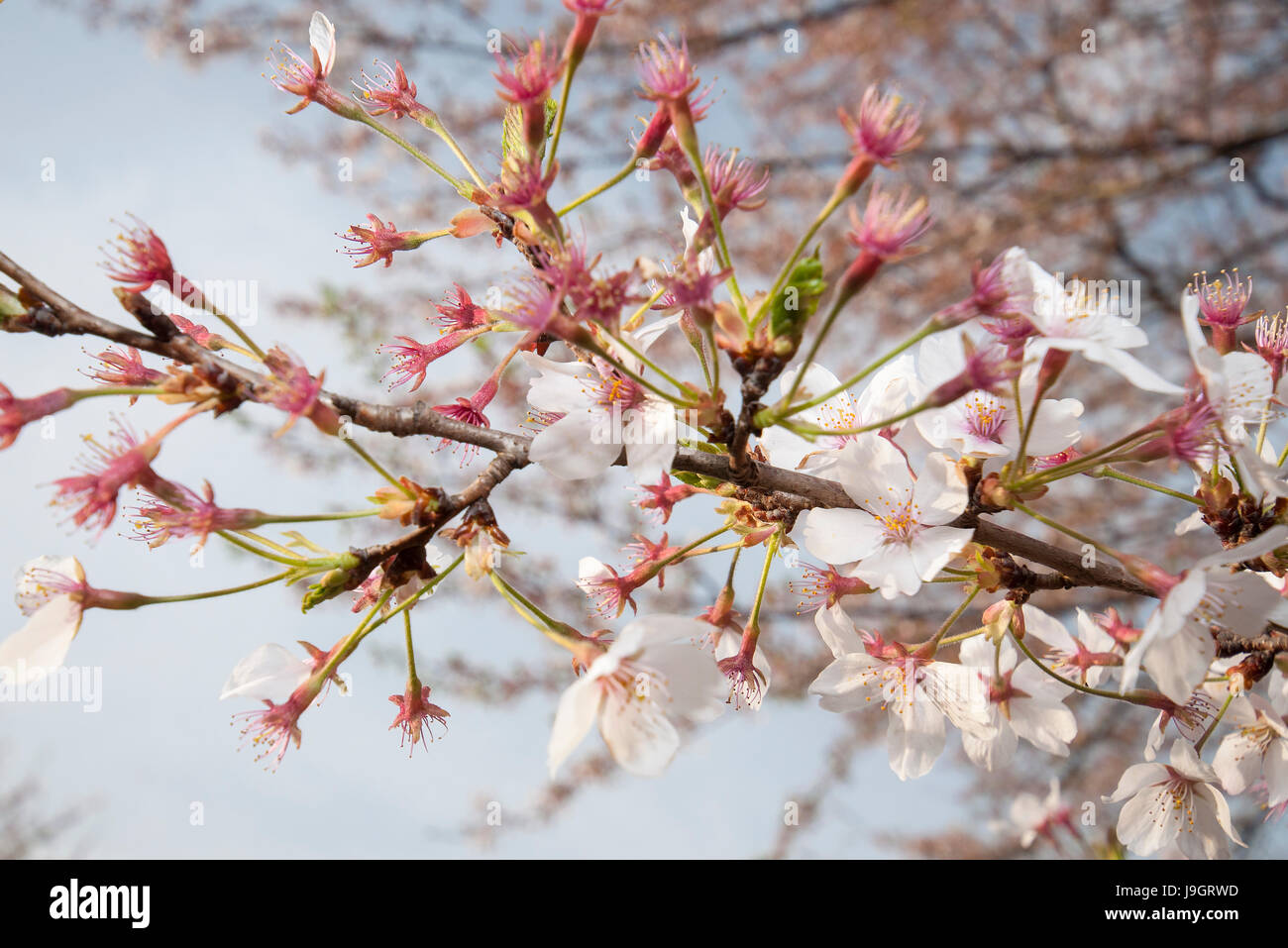 Cherry Blossoms Fall (Sakura fall Stock Photo - Alamy