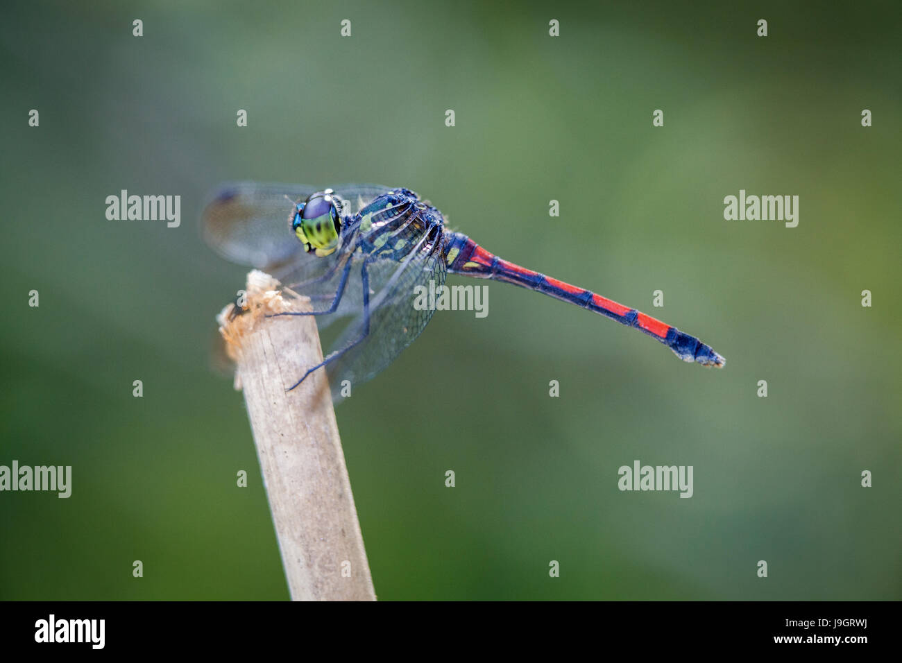 Dragonfly side hi-res stock photography and images - Alamy