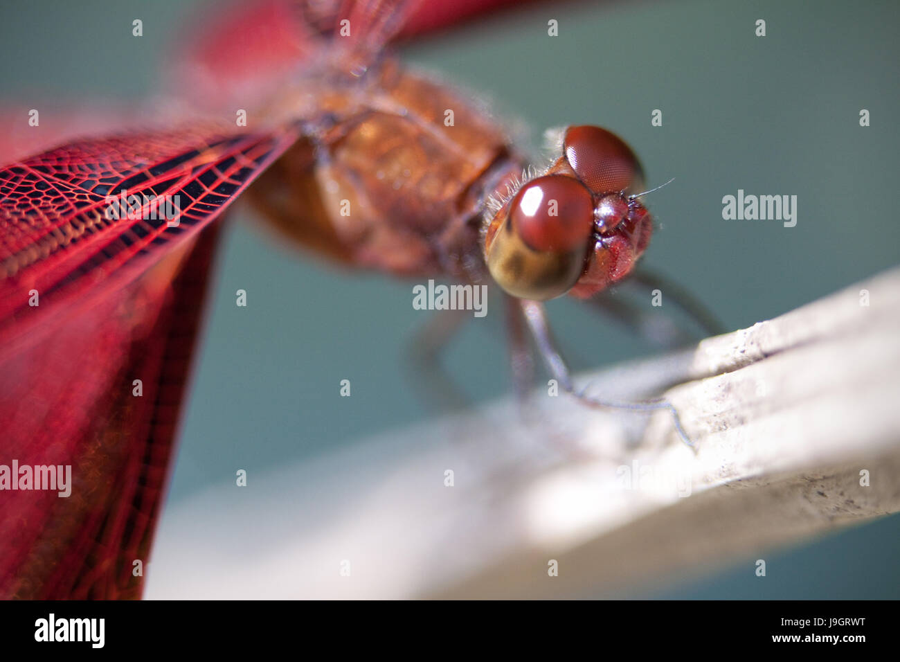 Magnified view dragonfly wing hi-res stock photography and images - Alamy