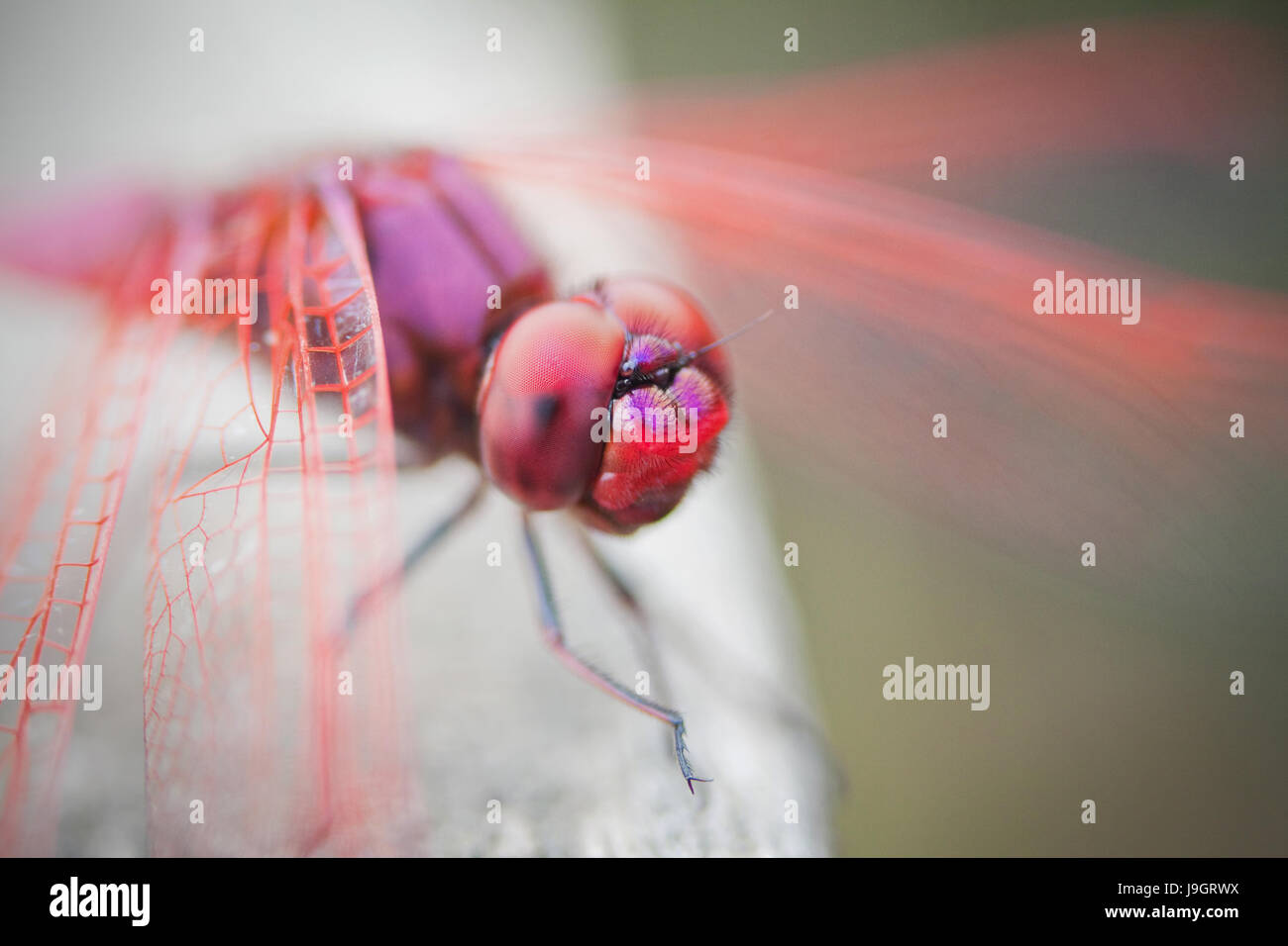 Beautiful macro photo of a crimson colored Trithemis aurora male ...