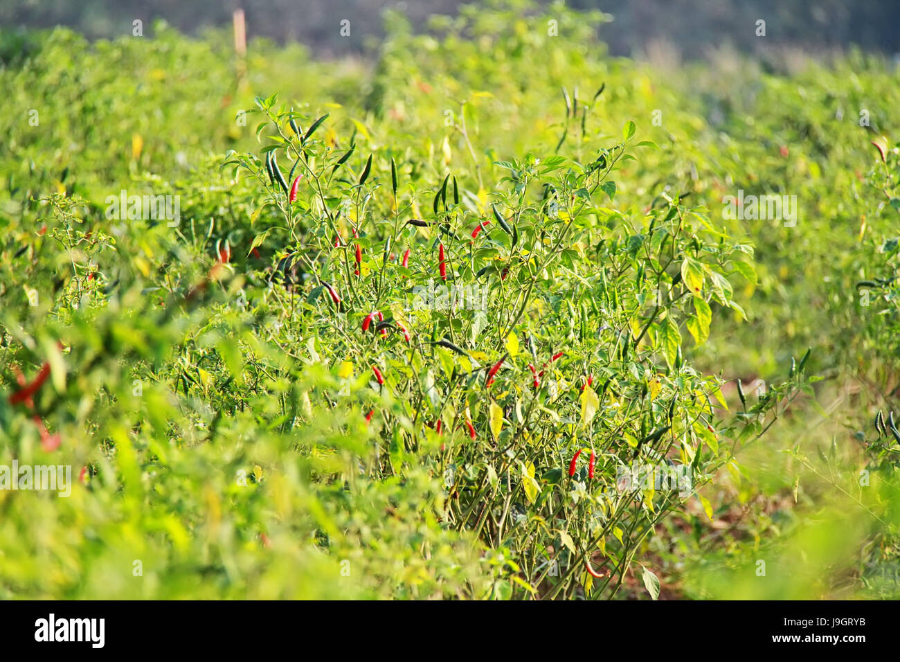 Green chilli tree hi-res stock photography and images - Alamy
