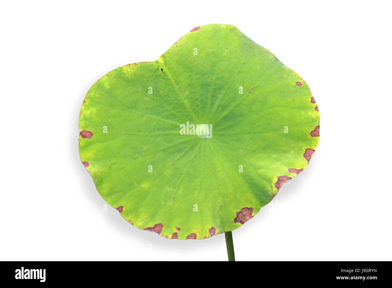 Closeup of green leaf lotus isolated on white background Stock Photo ...