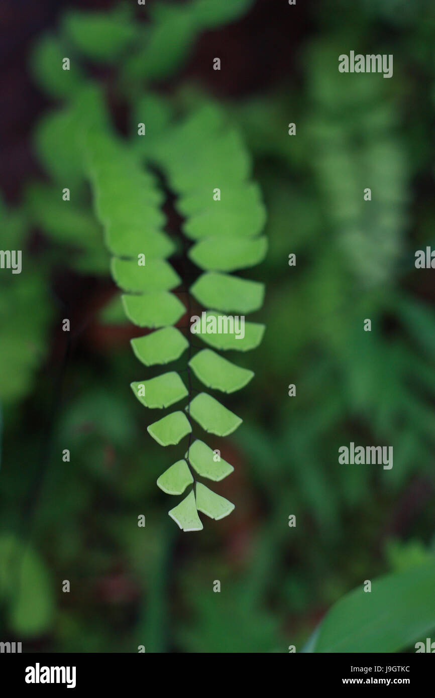A green leaf with interesting pattern and depth of field showing ...